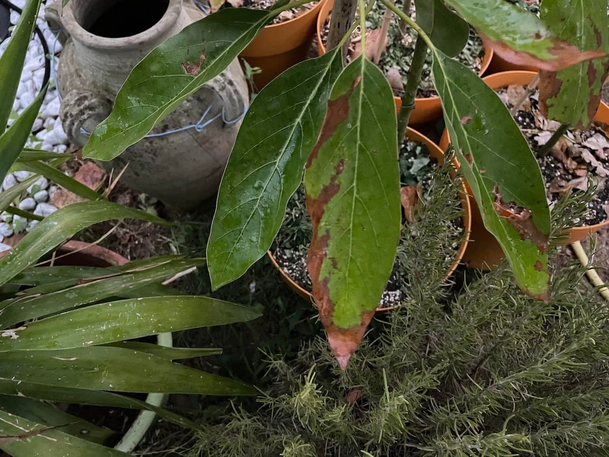 Avocatier en pot, achat et plantation 🪴 🌳