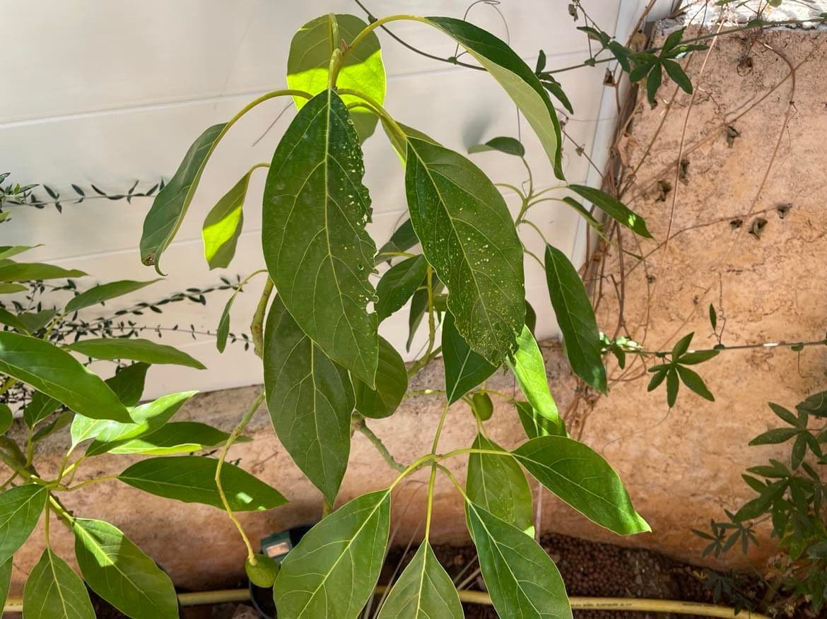 Comment planter un avocatier en pleine terre