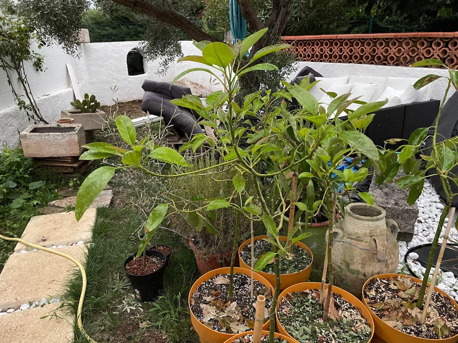 L’avocatier Hass, achat et plantation 🌳