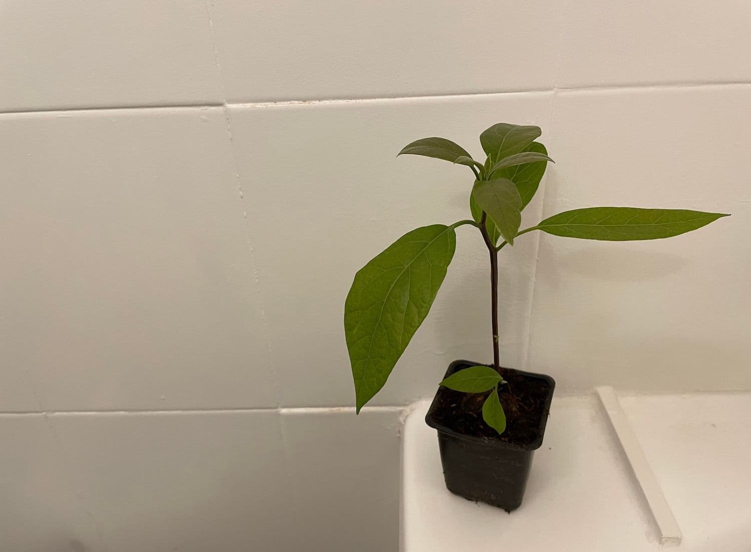 Greffe d’avocatier : quand et comment greffer cet arbre