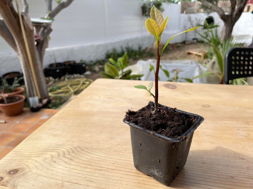 L’avocatier Hass, achat et plantation 🌳