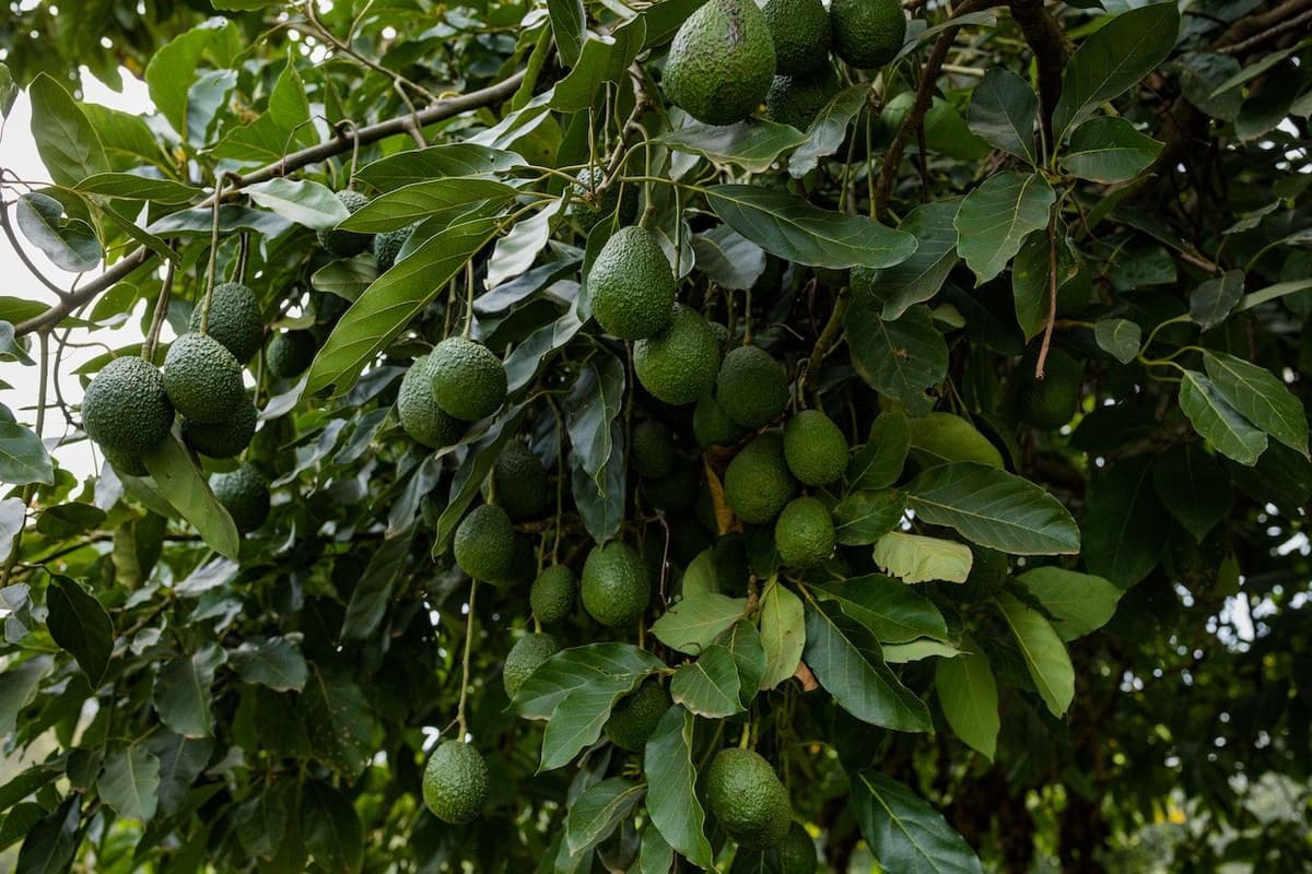 Avocatier en pot, achat et plantation 🪴 🌳
