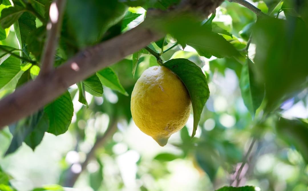Quel Citronnier choisir ? - Guide 2026