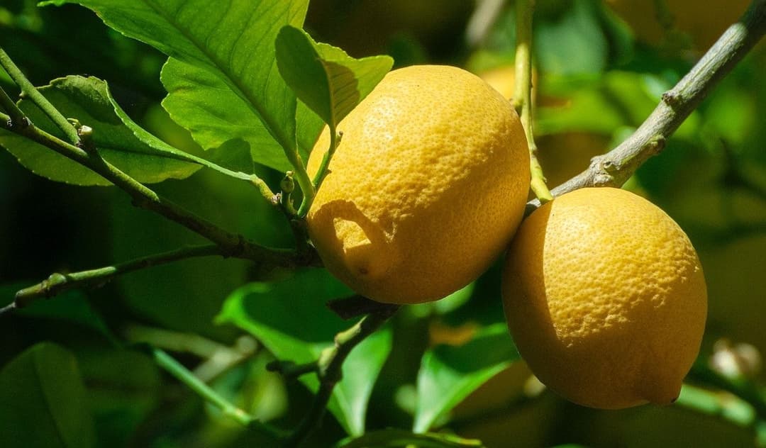 Citronnier La Valette: Citronnier Lime Fleurs – YNAK