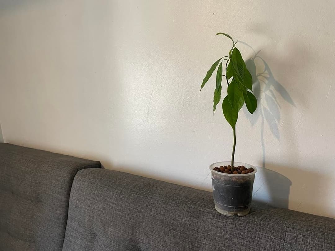 L’avocatier Hass, achat et plantation 🌳