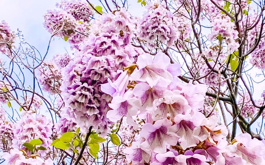 Paulownia : Conseils plantation et entretien de cet arbre