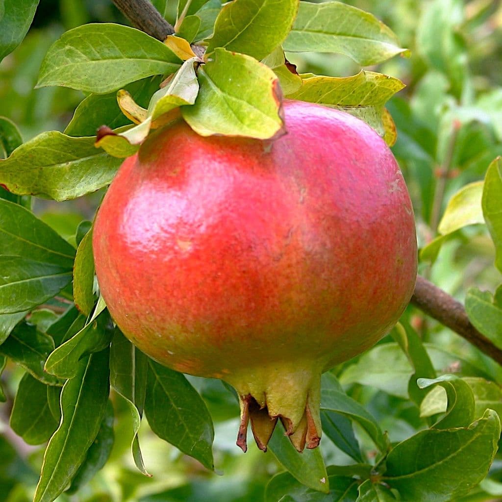 Grenadier : Conseils plantation et entretien de cet arbre