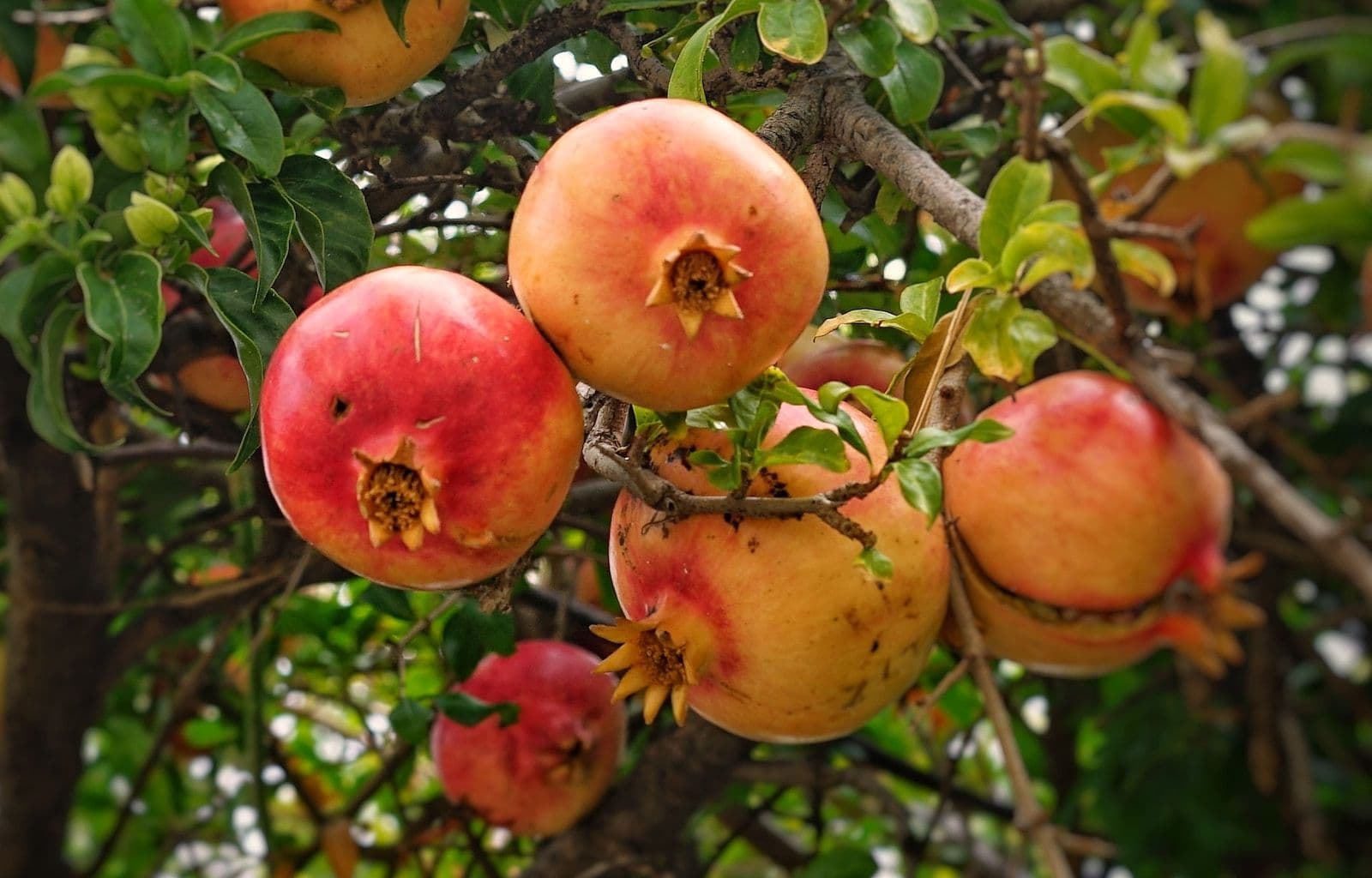 Grenadier : Achat, vente en ligne et plantation 🌳