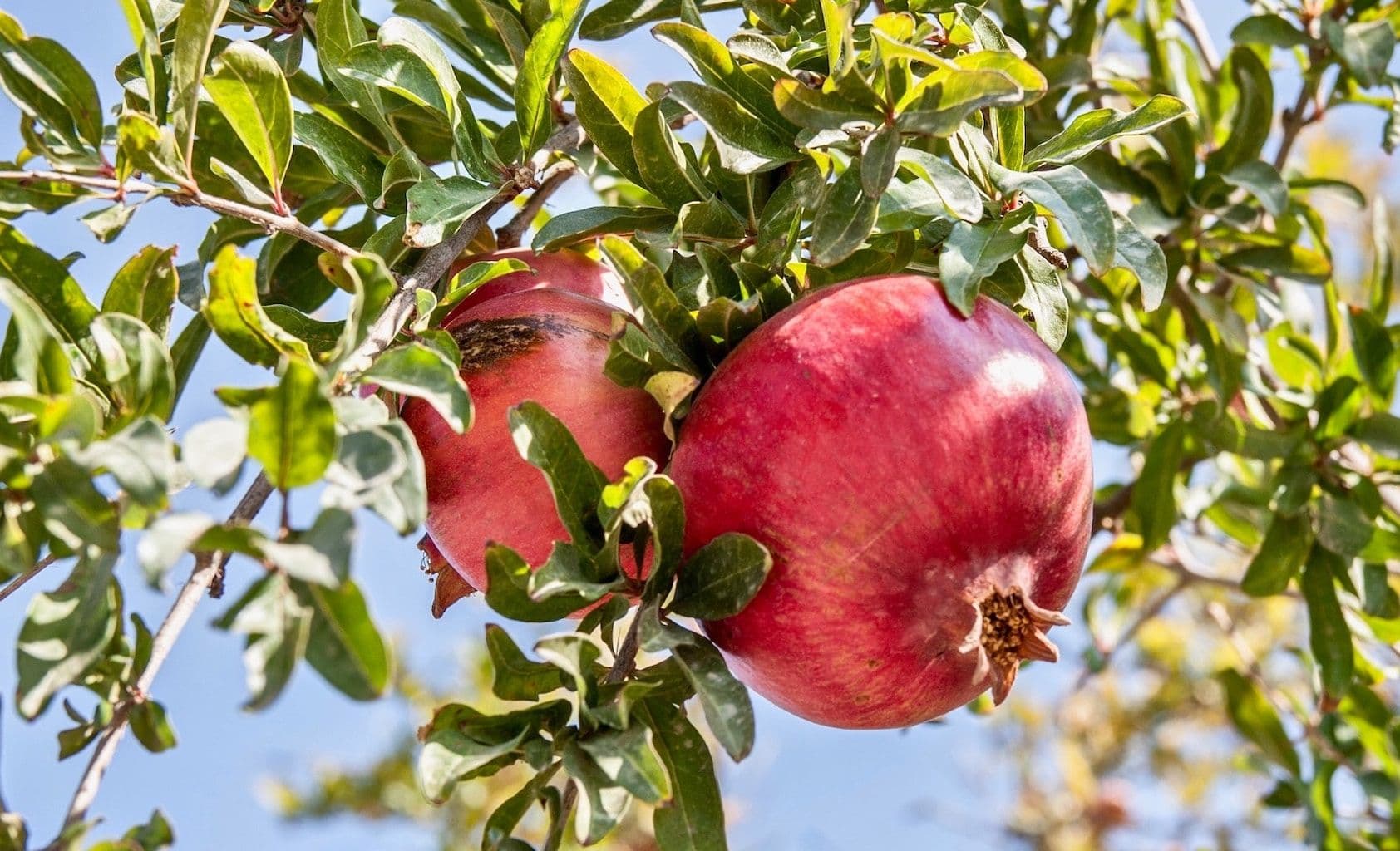 Grenadier : Conseils plantation et entretien de cet arbre