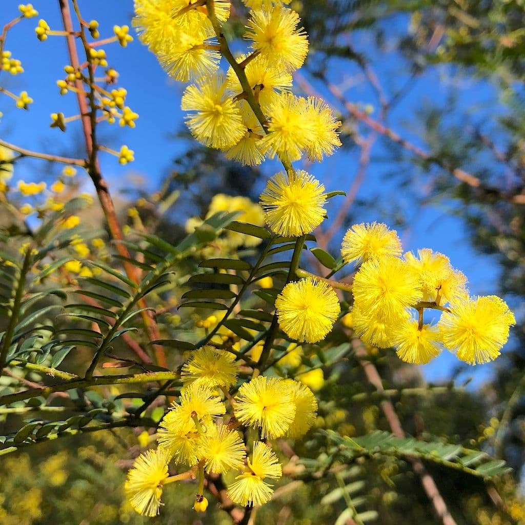 Quel Mimosa choisir pour son jardin