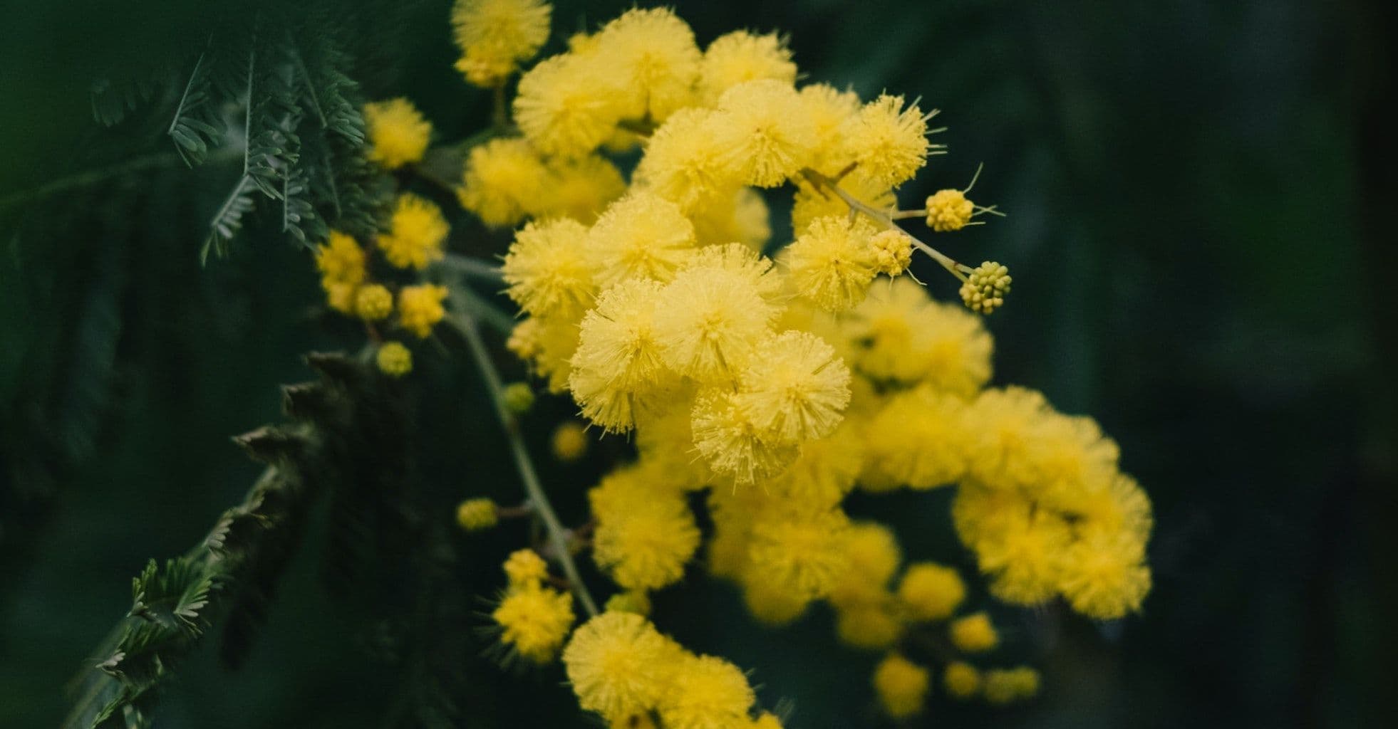 Quel Mimosa choisir pour son jardin