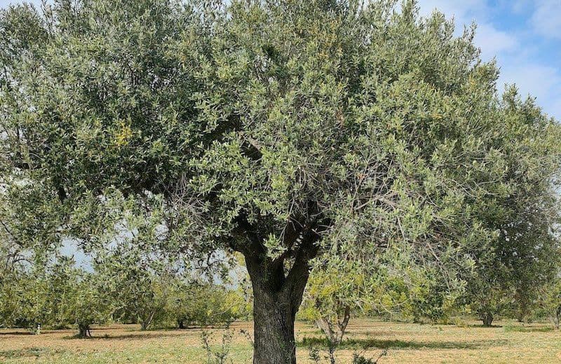 Comment planter un olivier en pleine terre ou en pot