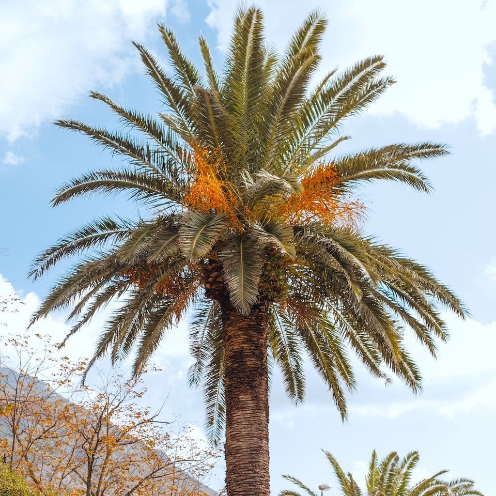 Palmier : Conseils plantation et entretien de cet arbre