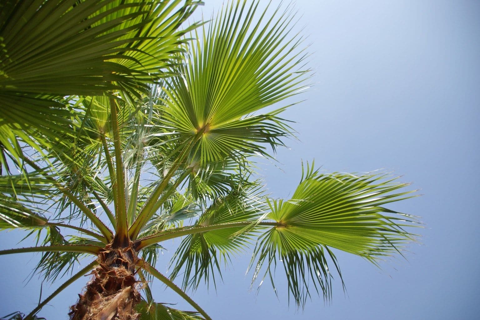 Palmier : Achat, vente en ligne et plantation 🌴