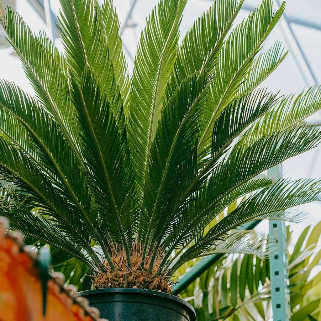 Palmier : Conseils plantation et entretien de cet arbre
