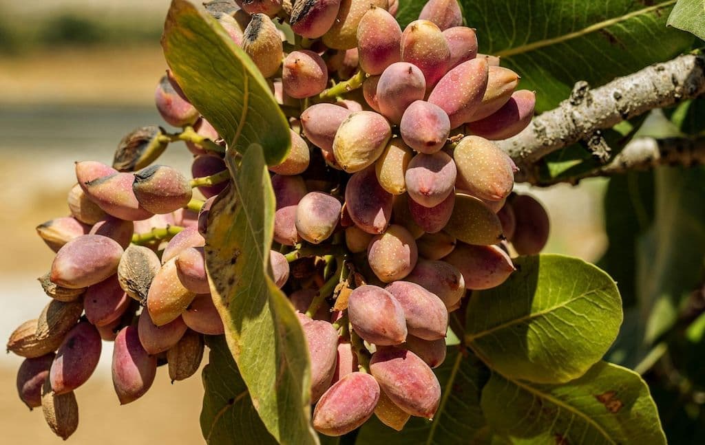 Pistachier : Conseils plantation et entretien de cet arbre