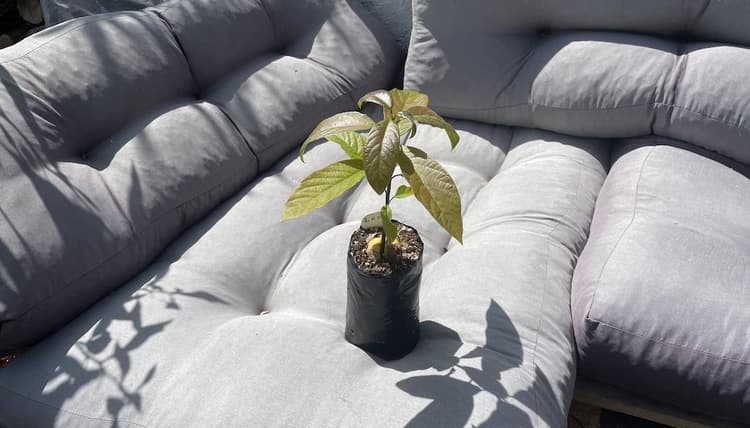 L’entretien d’un avocatier en pot de A à Z