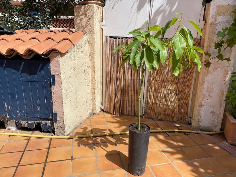 L’avocatier Hass, achat et plantation 🌳