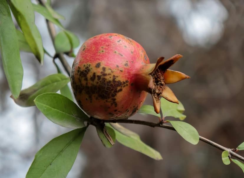 Grenadier : Conseils plantation et entretien de cet arbre
