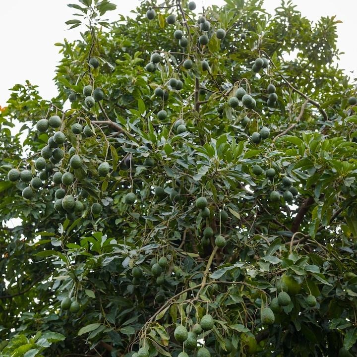 Avocatier : Achat, vente en ligne et plantation 🥑