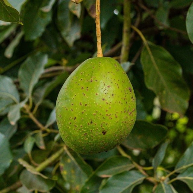 Avocatier : Achat, vente en ligne et plantation 🥑