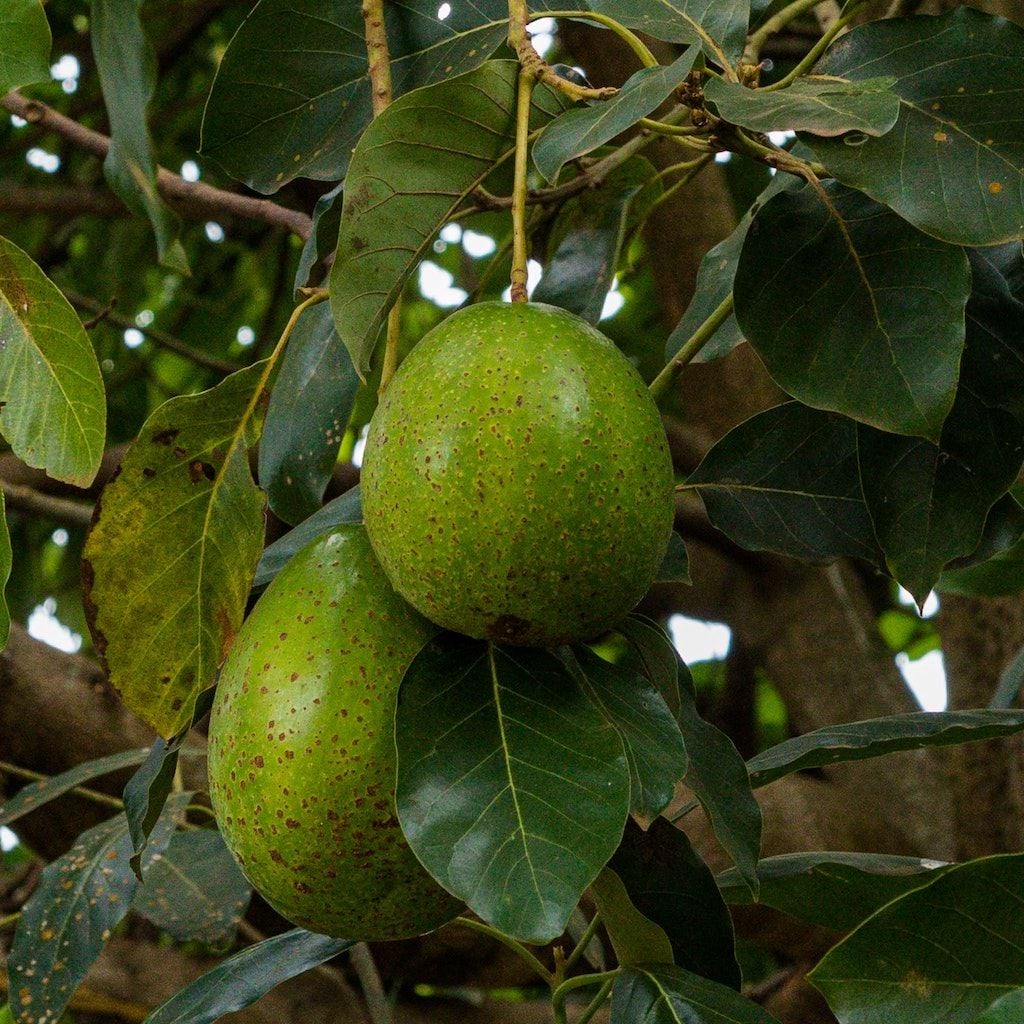 Avocatier : Achat, vente en ligne et plantation 🥑