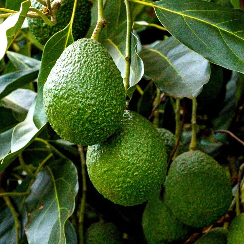 Avocatier : Achat, vente en ligne et plantation 🥑