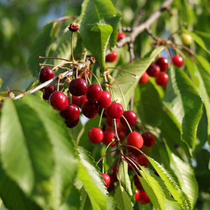 Cerisier : Achat, vente en ligne et plantation 🍒
