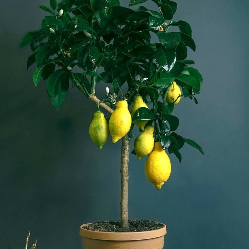 Citronnier : Achat, vente en ligne et plantation 🍋