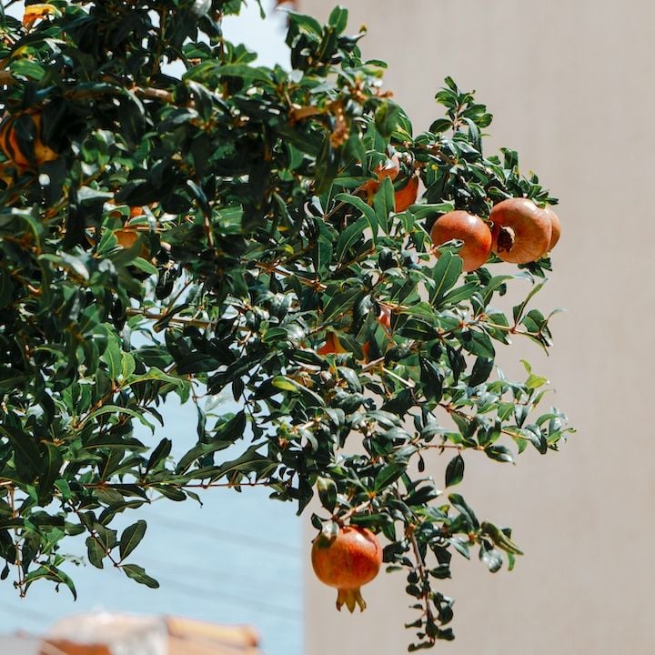Grenadier : Achat, vente en ligne et plantation 🌳