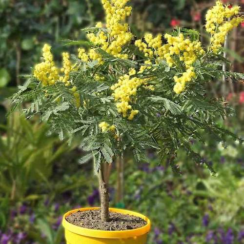 Mimosa : Achat, vente en ligne et plantation 🌳