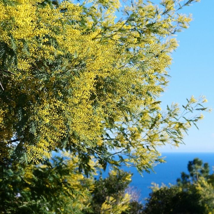 Mimosa : Achat, vente en ligne et plantation 🌳