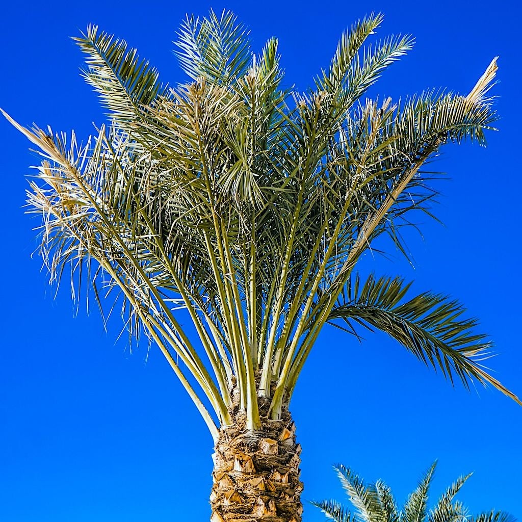 Palmier : Achat, vente en ligne et plantation 🌴